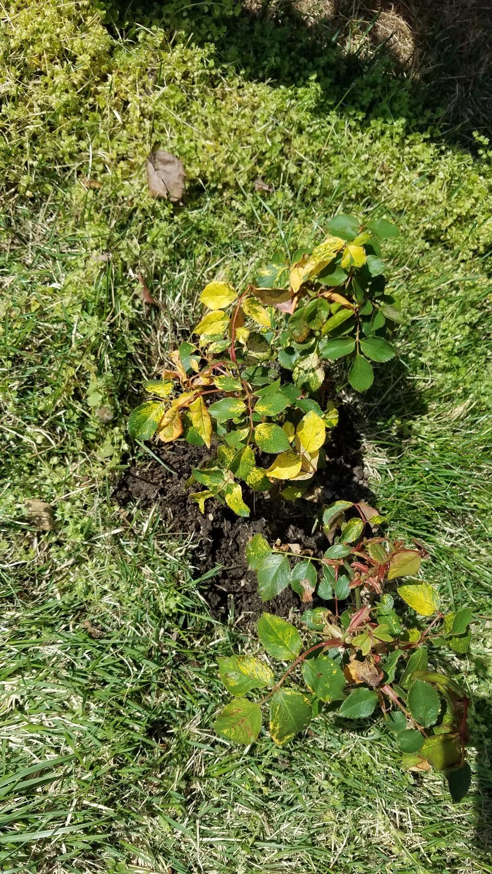 Super neglected and abused rose in the Roses forum - Garden.org