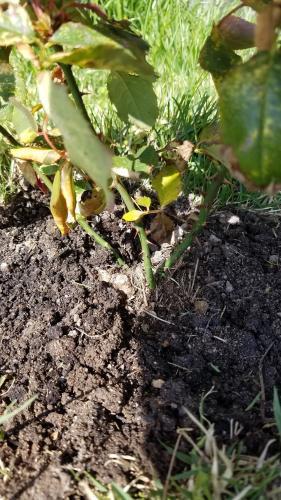 Super neglected and abused rose in the Roses forum - Garden.org