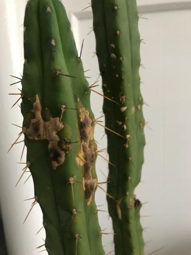 Cactus lesions- does this need treatment? in the Ask a Question forum ...