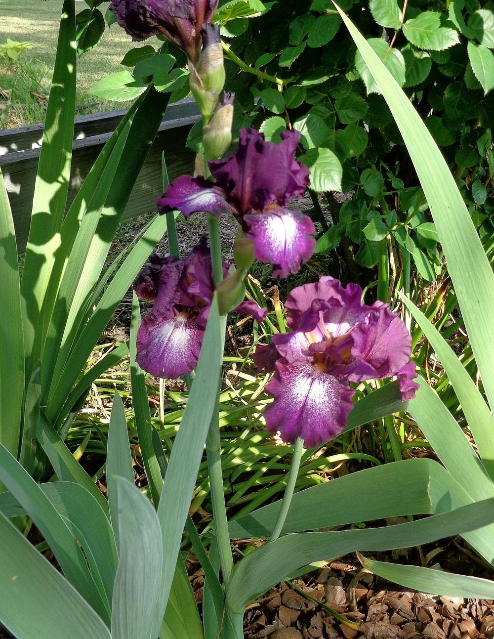 2021 Iris Season in the Irises forum - Garden.org