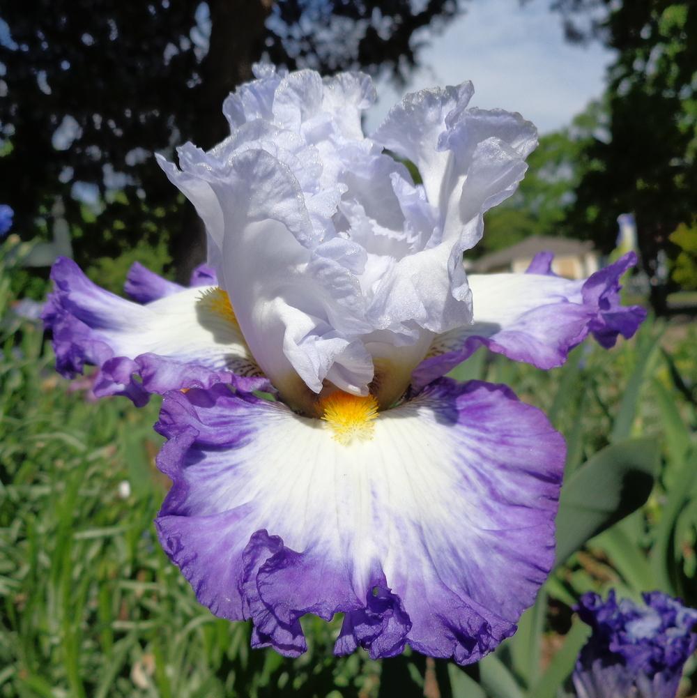 2021 Iris Season in the Irises forum - Garden.org