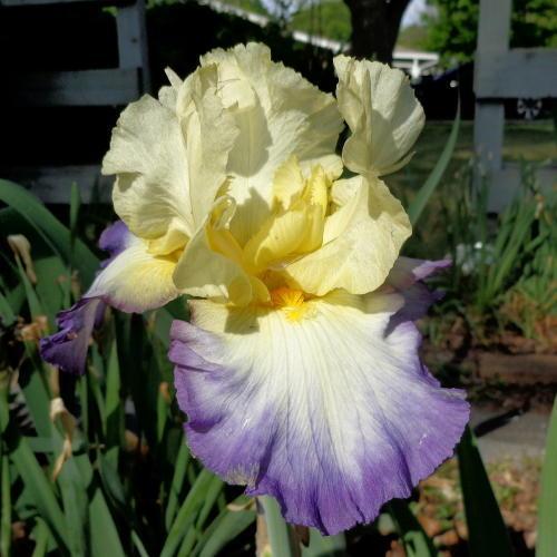 2021 Iris Season in the Irises forum - Garden.org