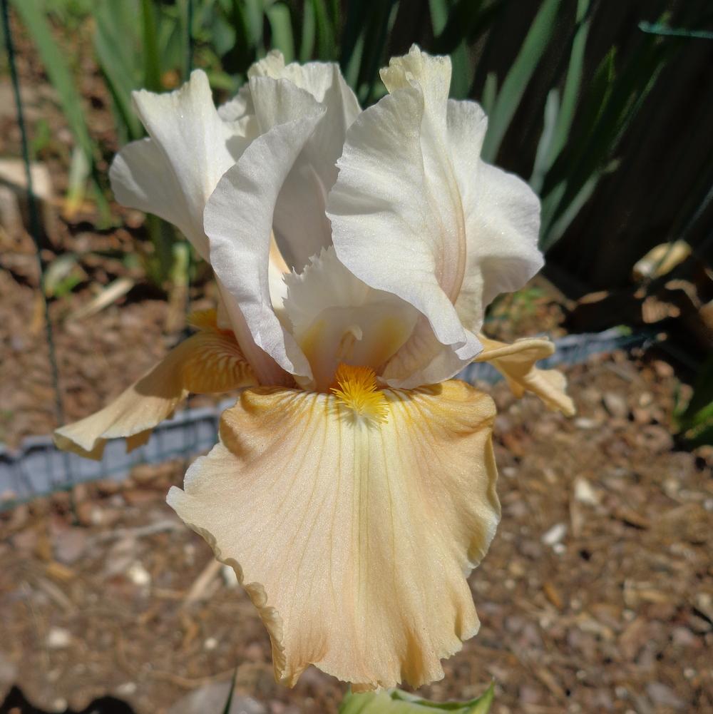 2021 Iris Season in the Irises forum - Garden.org