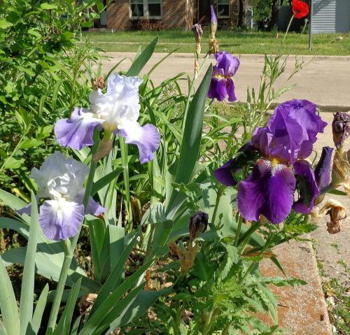 2021 Iris Season in the Irises forum - Garden.org