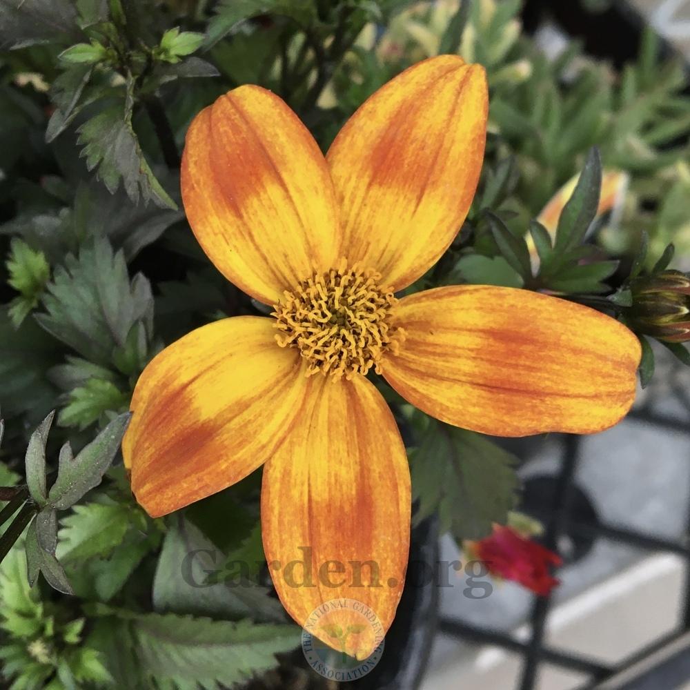 Photo of the bloom of Arizona Beggarticks (Bidens aurea 'Bee Alive ...