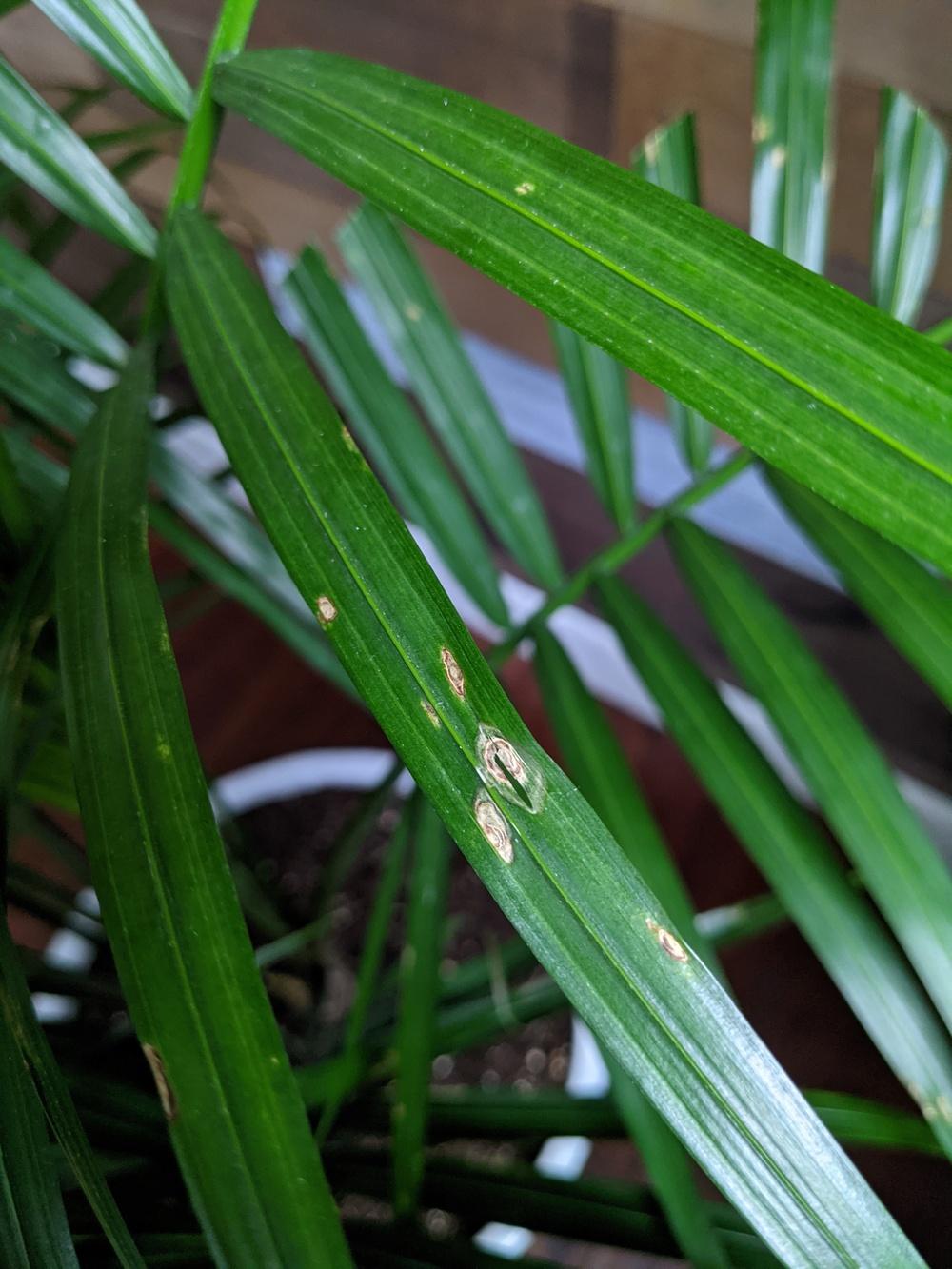 Please help!! Pest infestation?? in the Houseplants forum - Garden.org