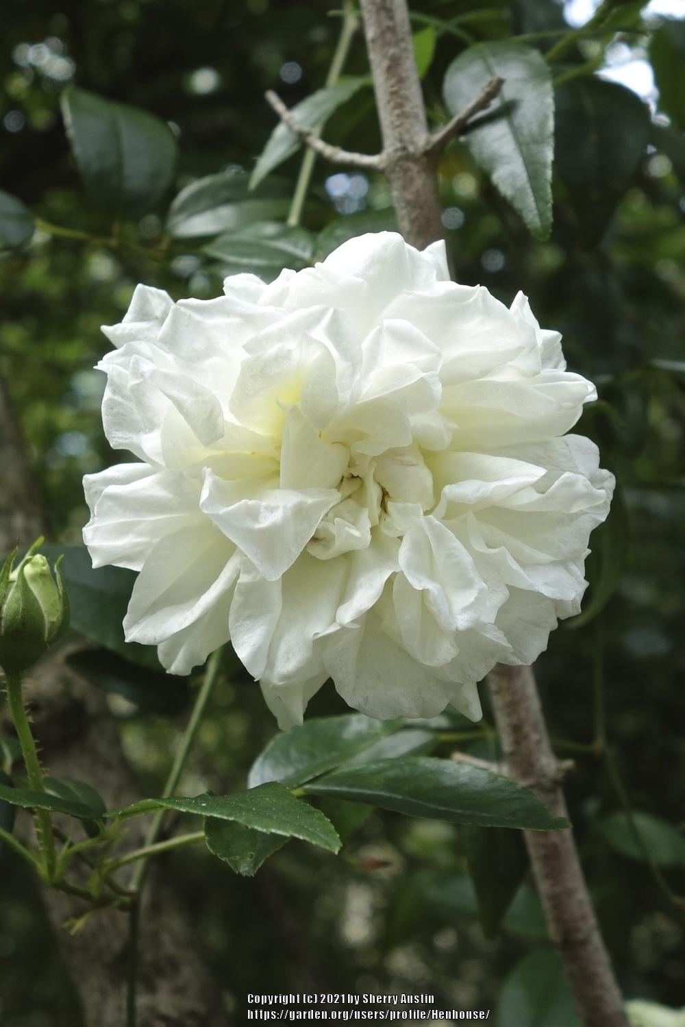 Photo of the bloom of Rose (Rosa 'Fortuniana') posted by Henhouse ...