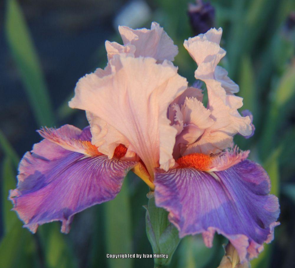 Tall Bearded Iris (Iris 'My True Love') in the Irises Database - Garden.org