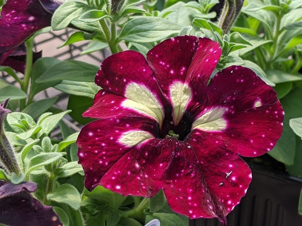 Photo of the bloom of Petunia Headliner™ Starry Sky Burgundy posted by ...