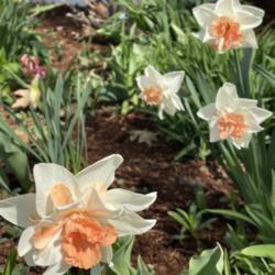 Double Daffodil (Narcissus 'Candy Princess') in the Daffodils Database ...