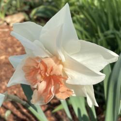 Photo of the entire plant of Double Daffodil (Narcissus 'Candy Princess ...