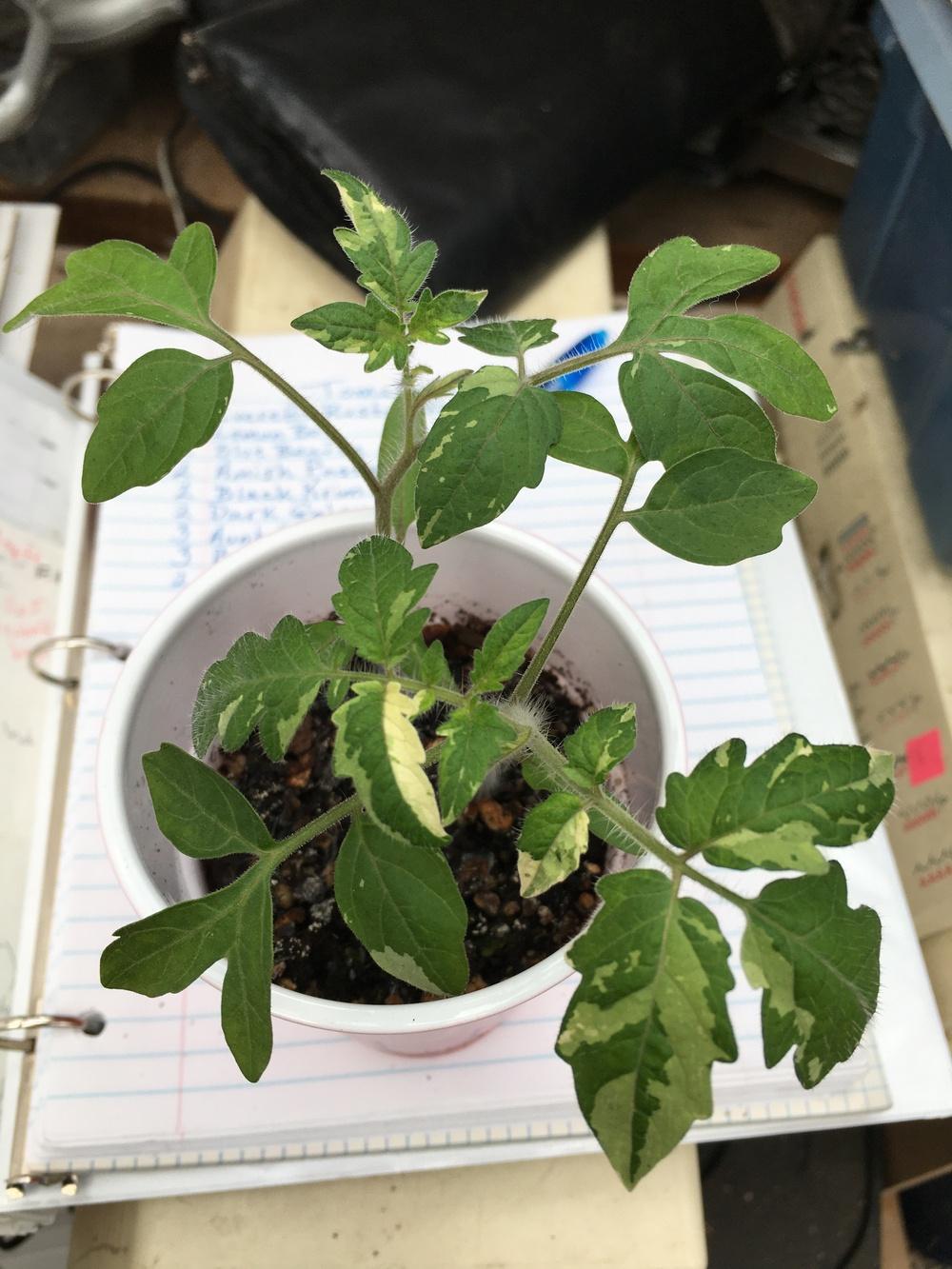 Tomato (Solanum lycopersicum 'Variegated') in the Tomatoes Database ...