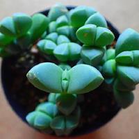 Beads Lampranthus (Braunsia maximiliani) - Garden.org