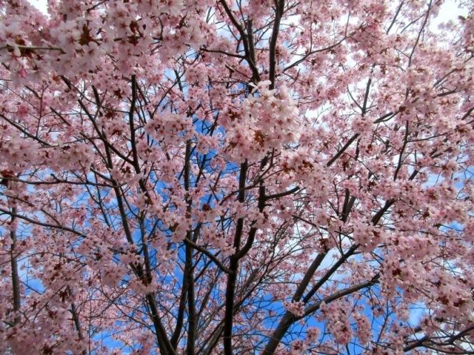 Sargent Cherry (Prunus sargentii) - Garden.org