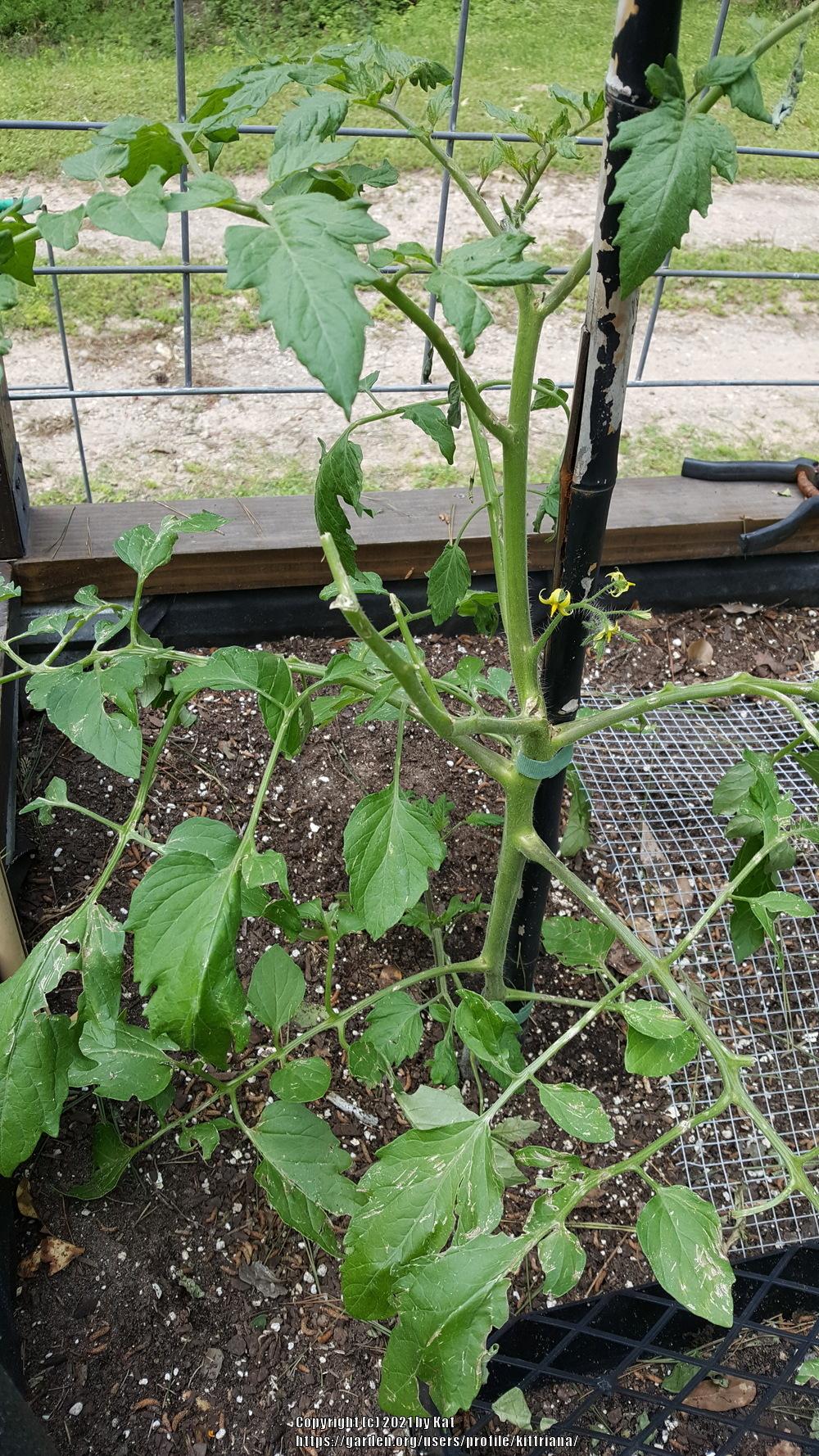2021 Tomato Thread in the Vegetables and Fruit forum - Garden.org