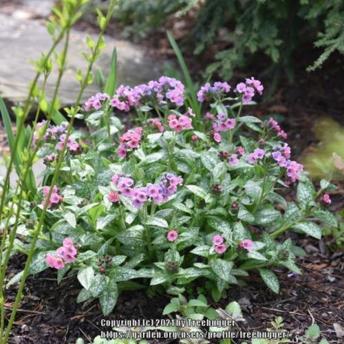 Lungwort (Pulmonaria 'Pretty in Pink') - Garden.org