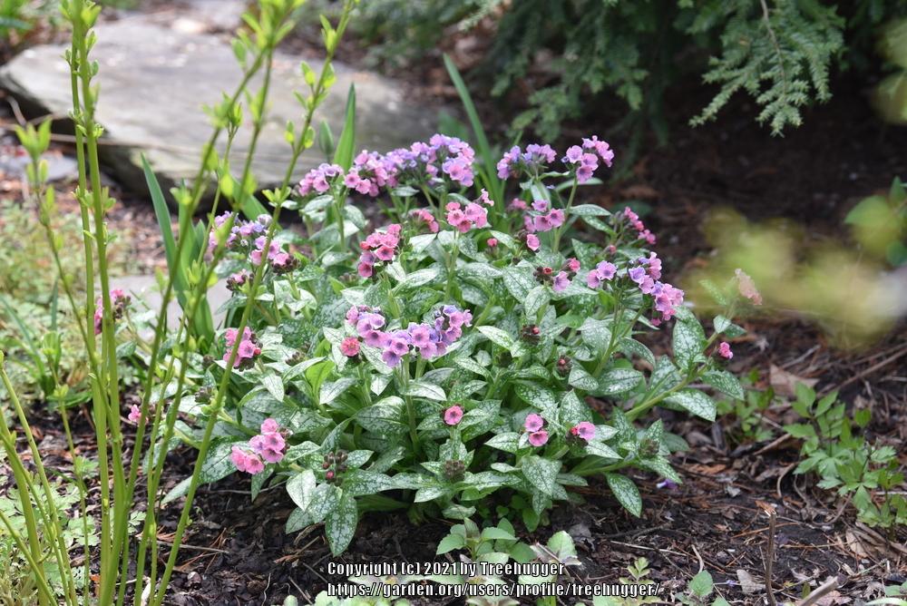 Lungwort (Pulmonaria 'Pretty in Pink') - Garden.org
