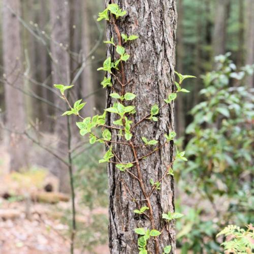 Climbing Hydrangea (Hydrangea anomala subsp. petiolaris 'Firefly') in ...