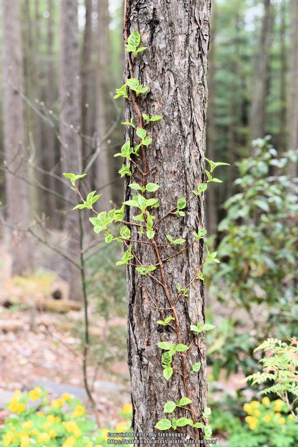 Climbing Hydrangea (Hydrangea anomala subsp. petiolaris 'Firefly') in ...