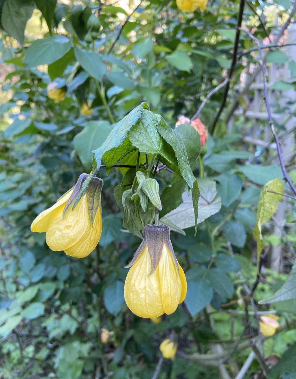 Abutilons: Plant Care and Collection of Varieties - Garden.org
