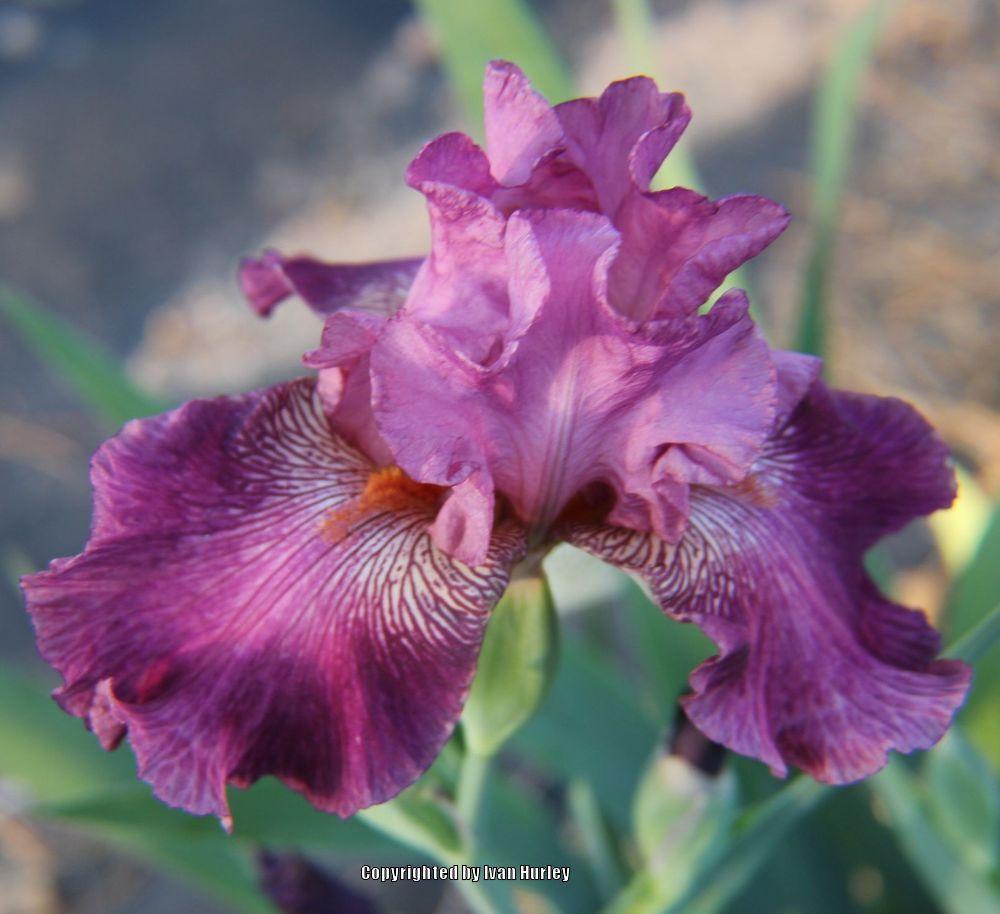 Photo of the bloom of Tall Bearded Iris (Iris 'Autumn Rose') posted by ...
