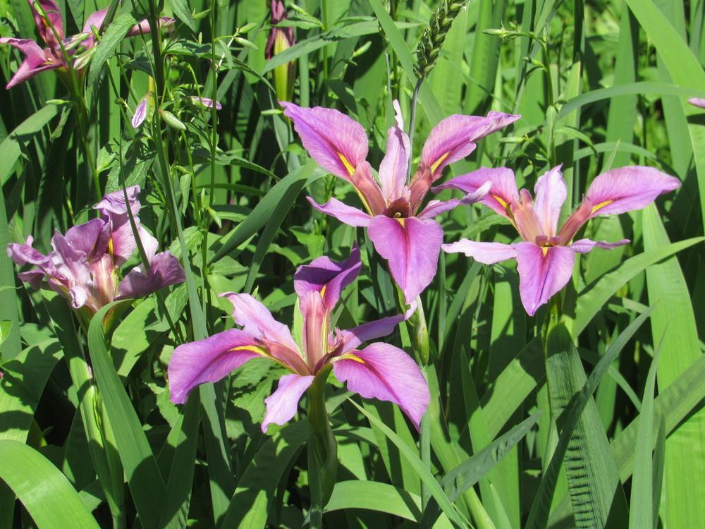 Louisiana Iris (Iris 'Dorothea Rose') in the Irises Database - Garden.org