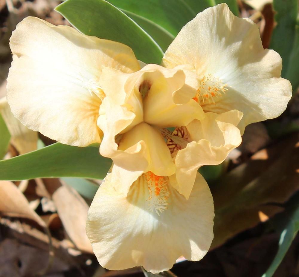 Standard Dwarf Bearded Iris (Iris 'Short Poem') in the Irises Database ...