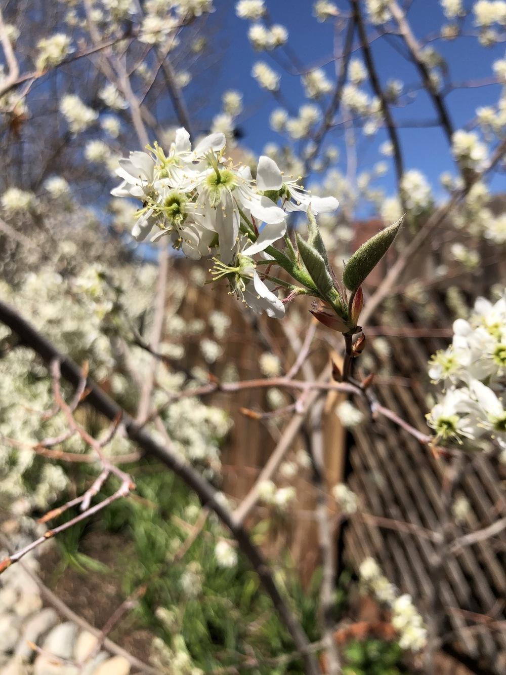 Common Serviceberry (Amelanchier arborea var. arborea) - Garden.org