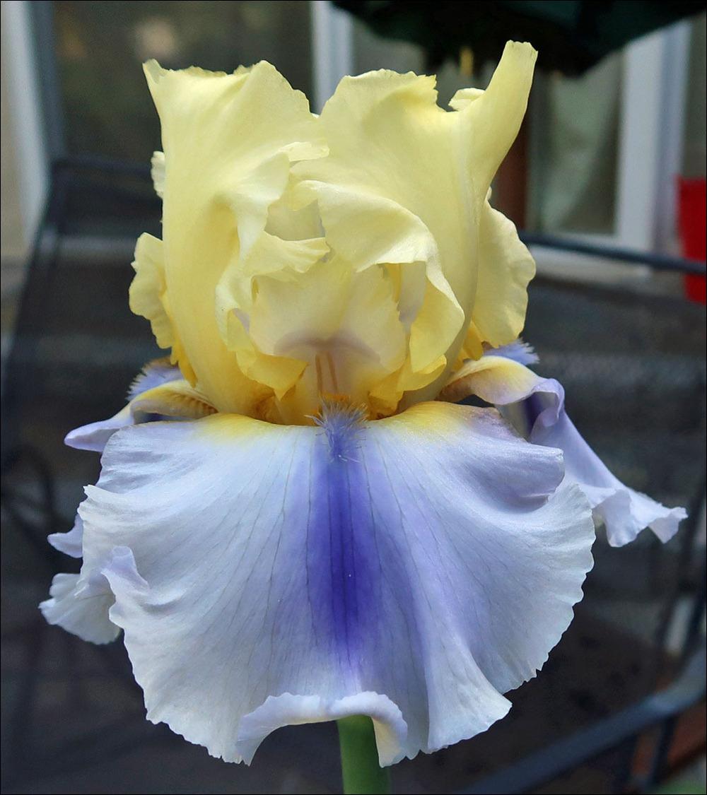 Viewing post #2483190 by Polymerous - Garden.org