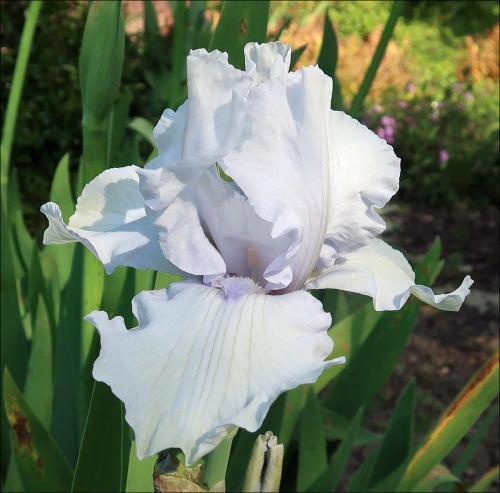 Viewing post #2483190 by Polymerous - Garden.org