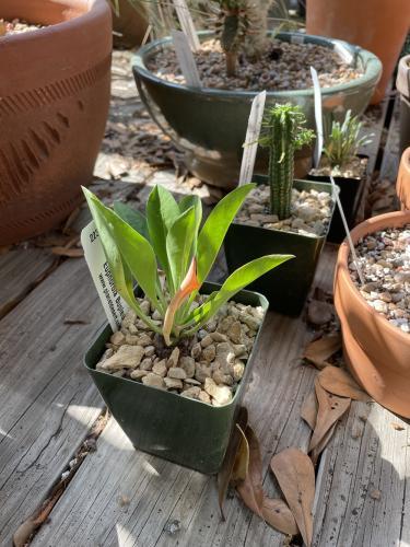 Hello from Willinator, I am about to receive the following Euphorbia in ...