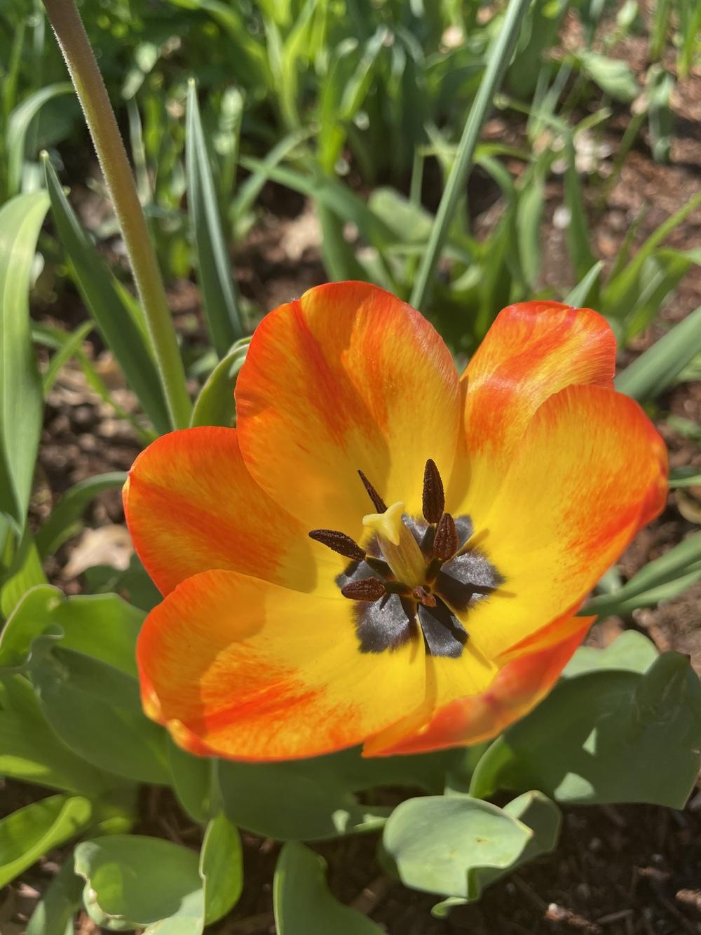 Photo of the bloom of Darwin Hybrid Tulip (Tulipa 'Gudoshnik') posted ...