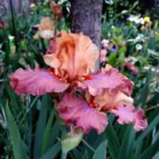 Photo of the bloom of Tall Bearded Iris (Iris 'Candy Colours') posted ...