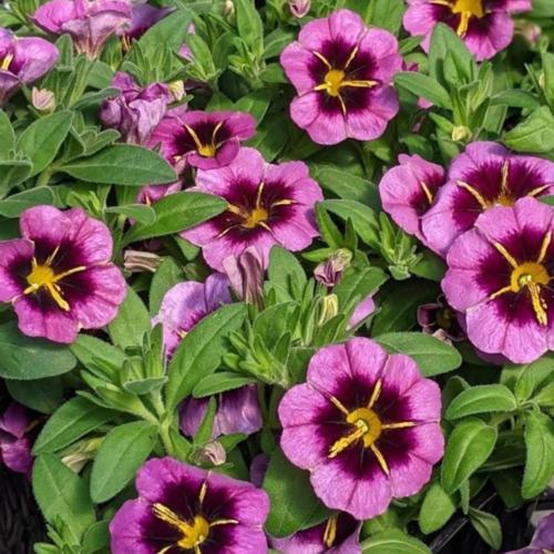 Million Bells (Calibrachoa TikTok® Grape) in the Calibrachoas Database ...