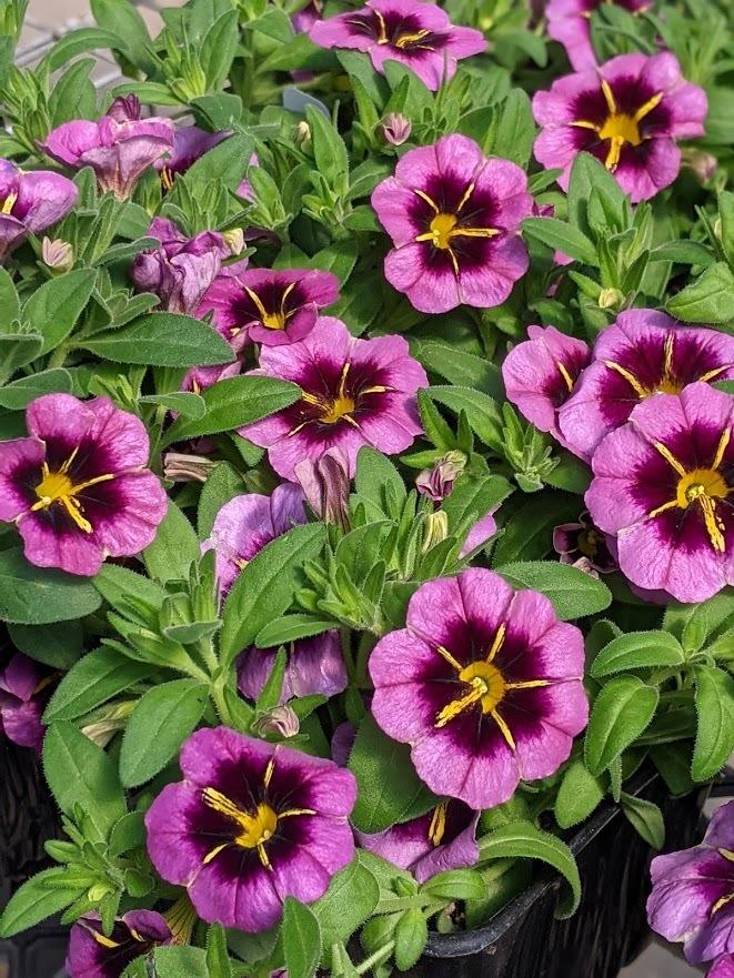 Calibrachoas: Plant Care and Collection of Varieties - Garden.org