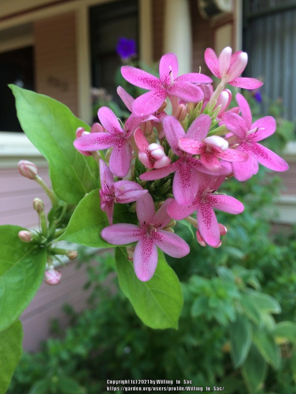 Ruttyruspolia (XRuttyruspolia 'Phyllis Van Heerden') - Garden.org
