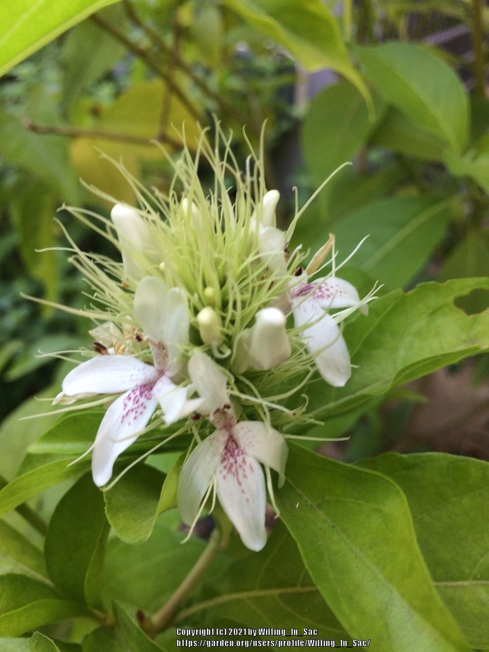 Ruttya ovata - Garden.org