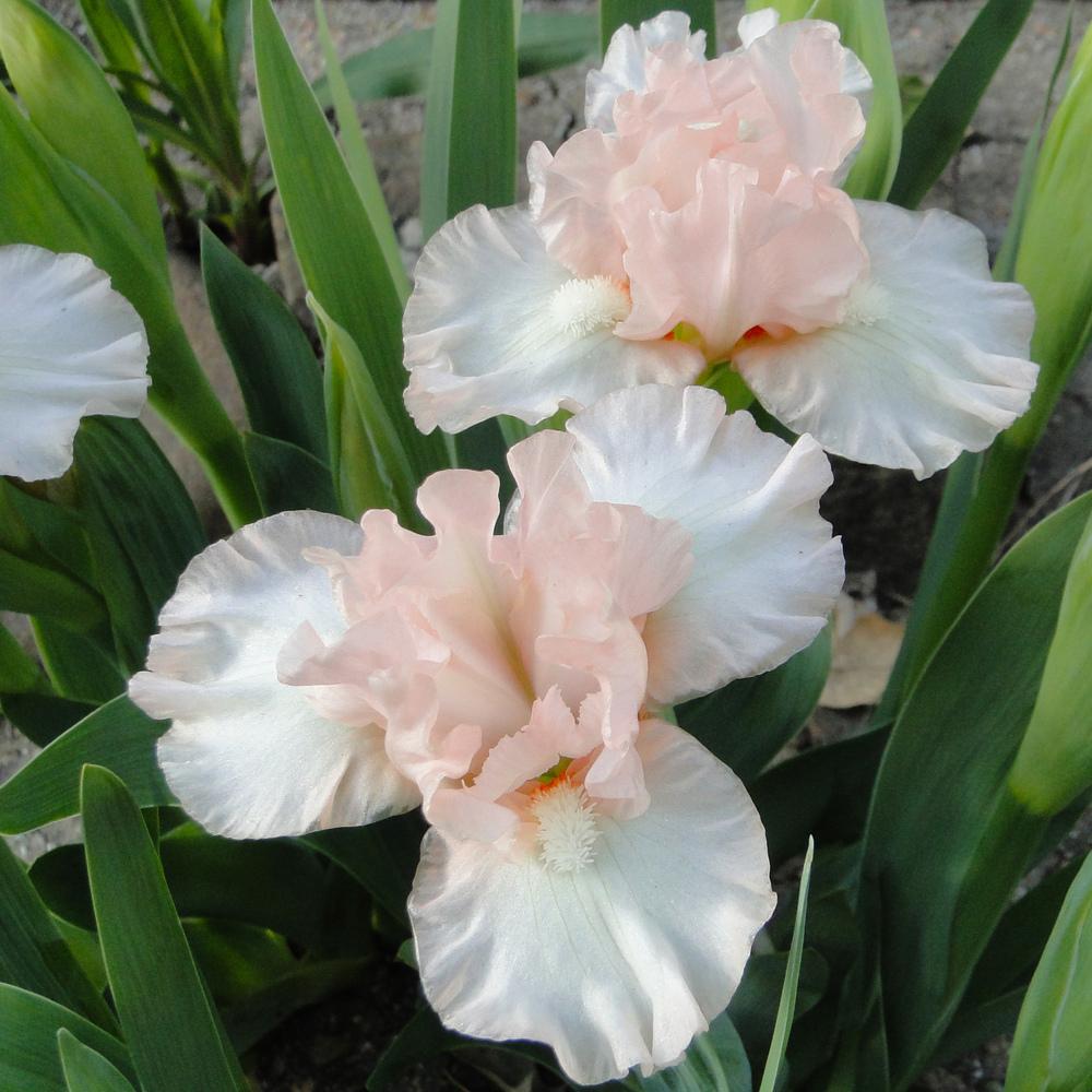 Photo of the bloom of Standard Dwarf Bearded Iris (Iris 'Blushing ...