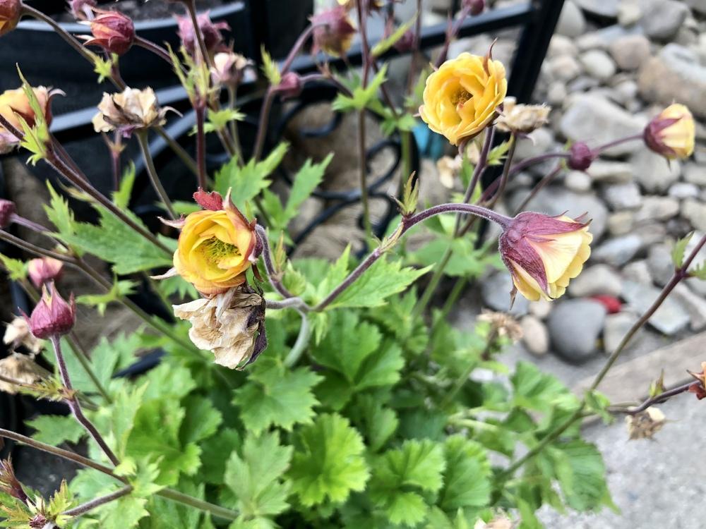 Geum Tempo™ Yellow - Garden.org