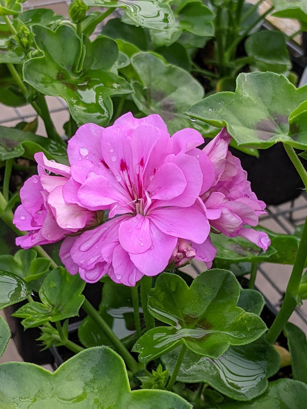 Ivy Geranium (Pelargonium Great Balls of Fire™ Lavender) in the ...