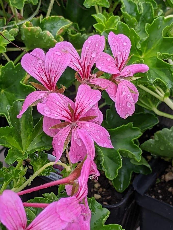 Miniature Ivy Geranium (Pelargonium peltatum 'Cascade Lila Compact') in ...