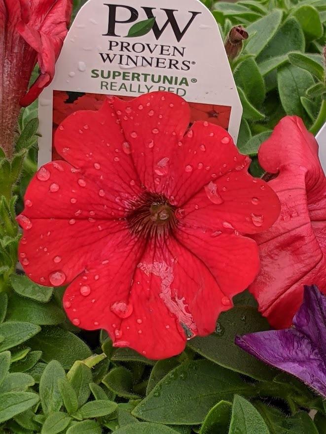 Petunia Supertunia® Really Red in the Petunias Database - Garden.org