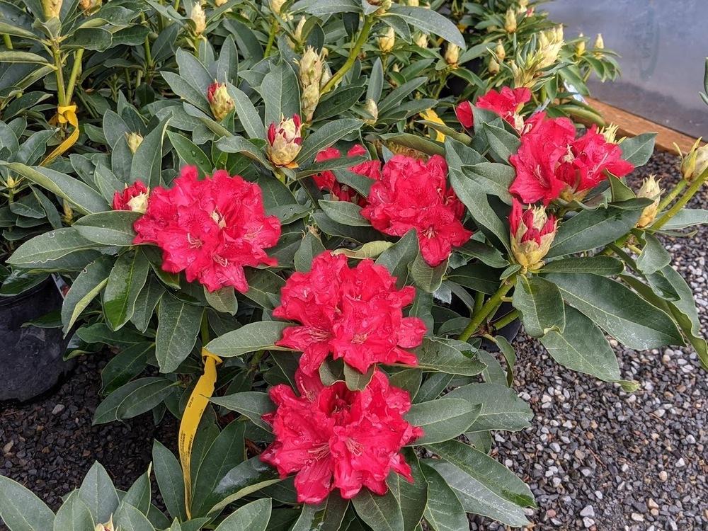 Rhododendron 'The Honourable Jean Marie de Montague' in the ...