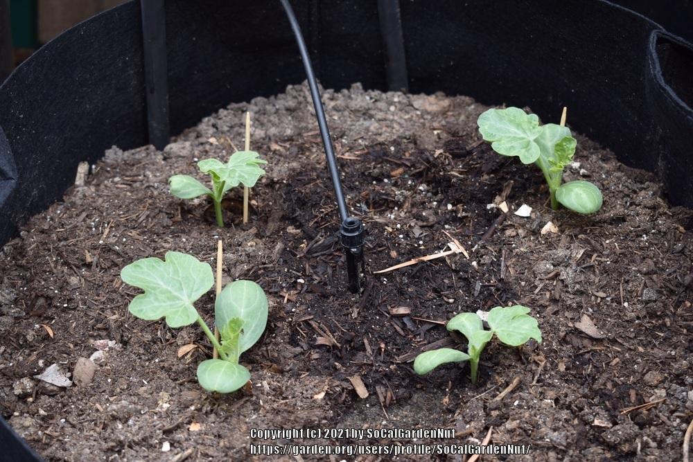 2021 Melon Thread in the Vegetables and Fruit forum - Garden.org