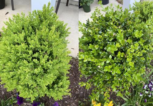 Boxwood Identification in the Plant ID forum - Garden.org