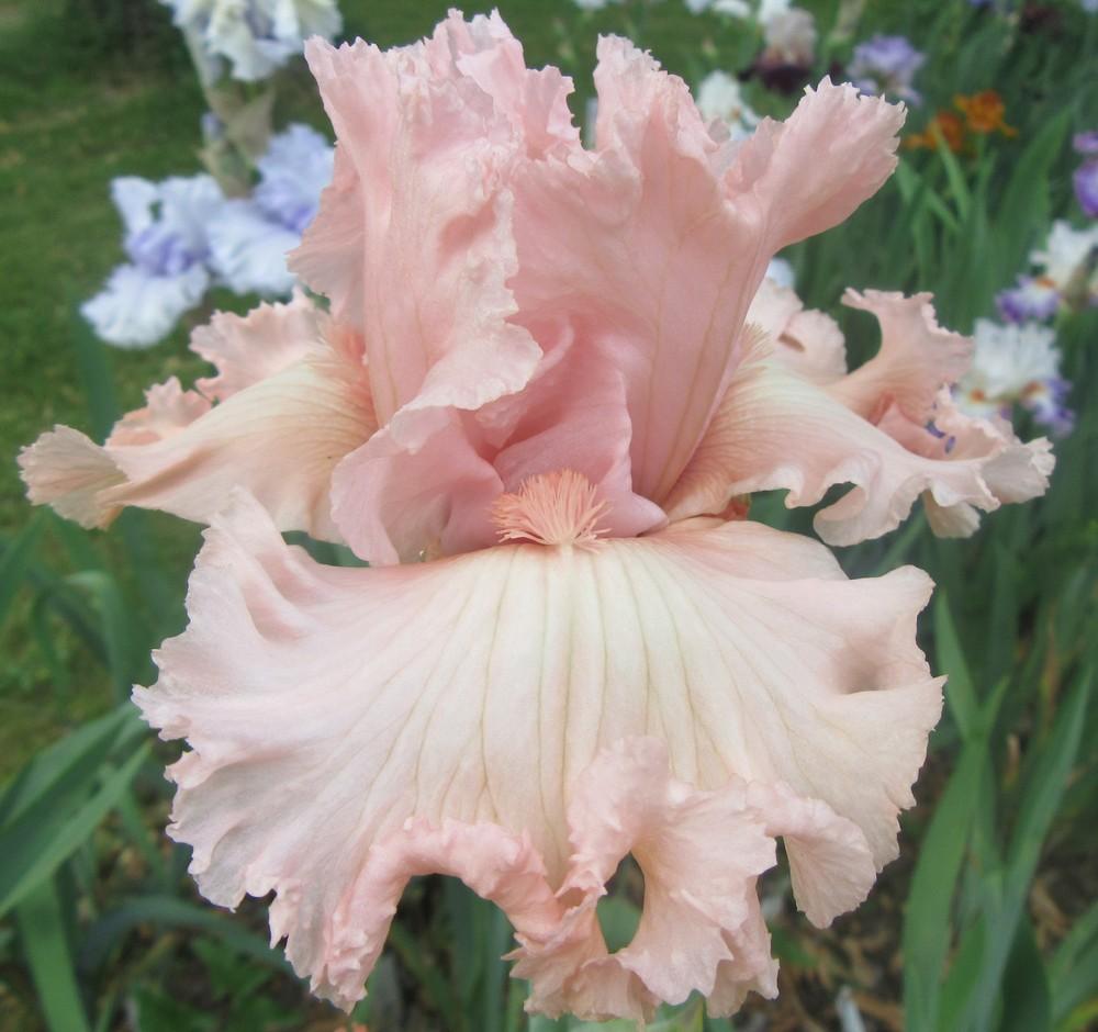 What is Your Brightest Pink Bearded Iris? in the Irises forum - Garden.org