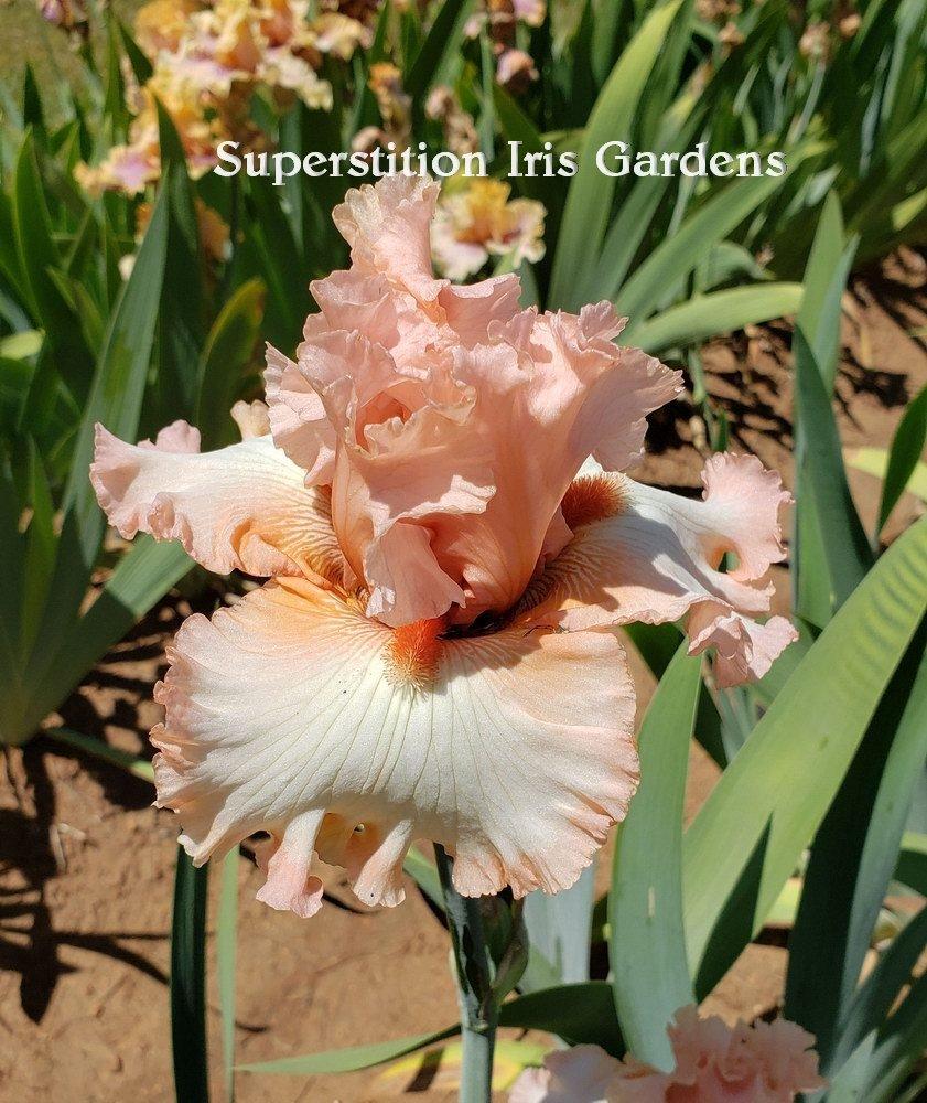 Photo of the bloom of Tall Bearded Iris (Iris 'Looking Cute') posted by ...