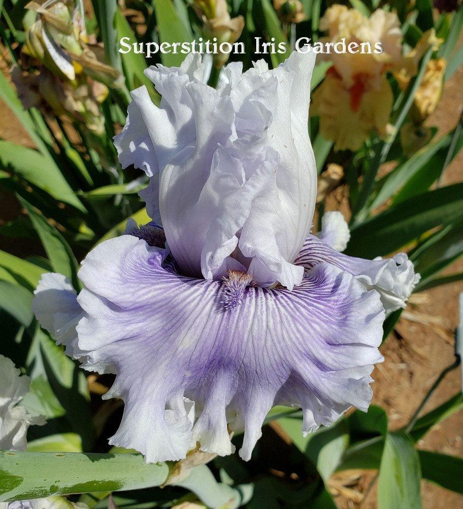 Photo of the bloom of Tall Bearded Iris (Iris 'Kissed by an Angel ...