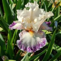 Photo of the bloom of Tall Bearded Iris (Iris 'Let's Have Fun') posted ...