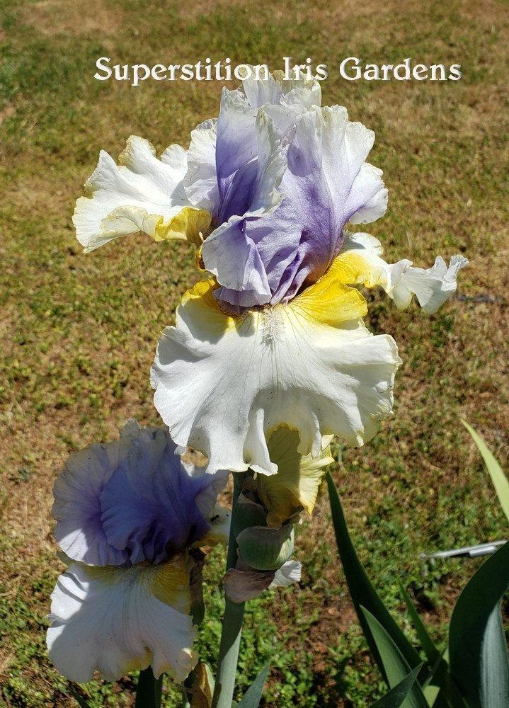 Photo of the bloom of Tall Bearded Iris (Iris 'Easter Charm') posted by DaylilySLP - Garden.org
